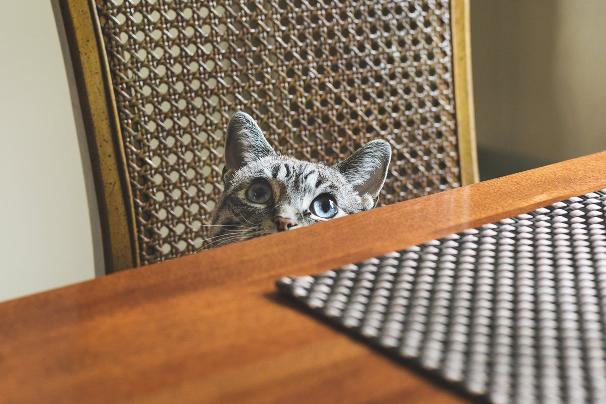 Raw Meals For Cats – BM Animals Complete Nutrition