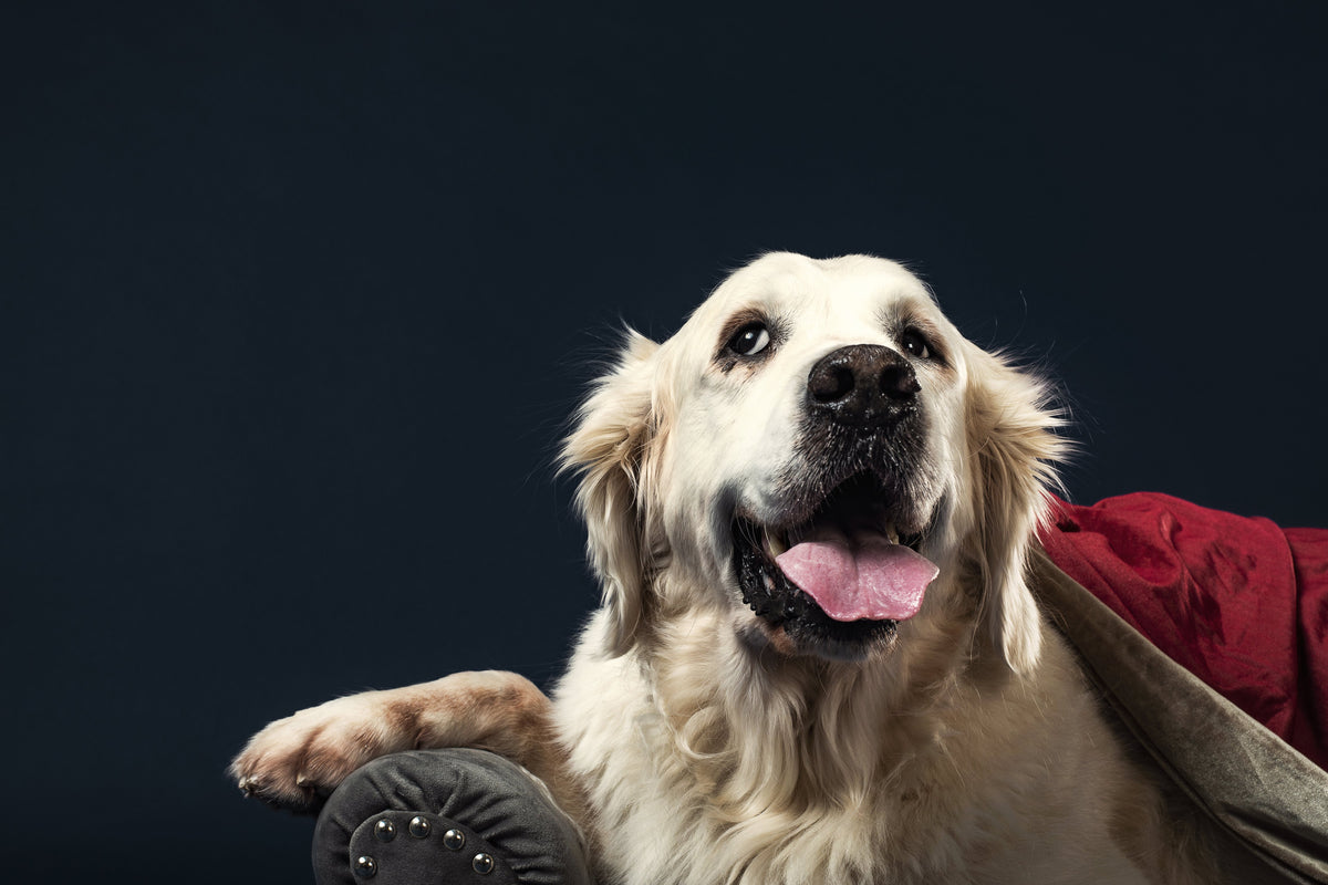 Healthy Additions – BM Animals Complete Nutrition